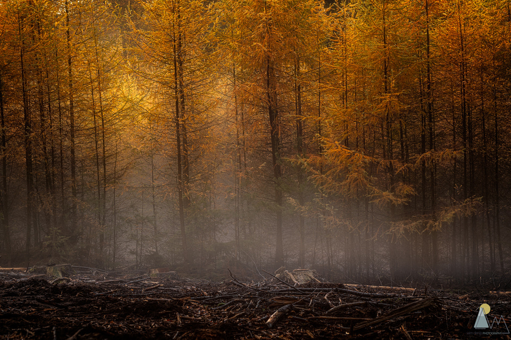 Trees in forest during autumn by wim denijs / 500px