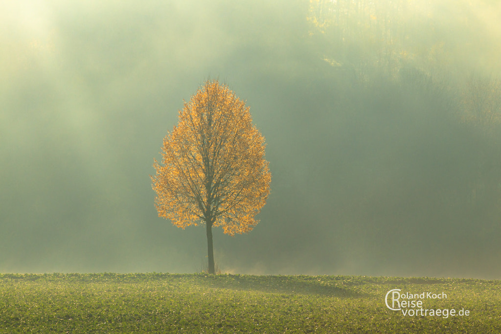 Orange Lime tree by Roland Koch / 500px