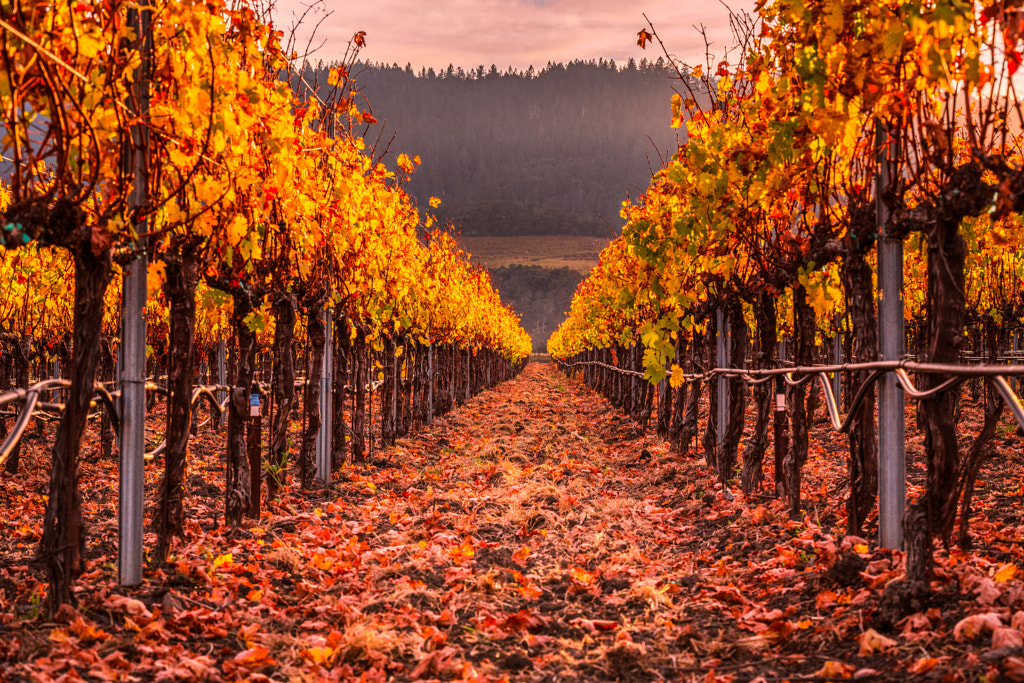 Fall Lane! by Sushant Tripathi / 500px