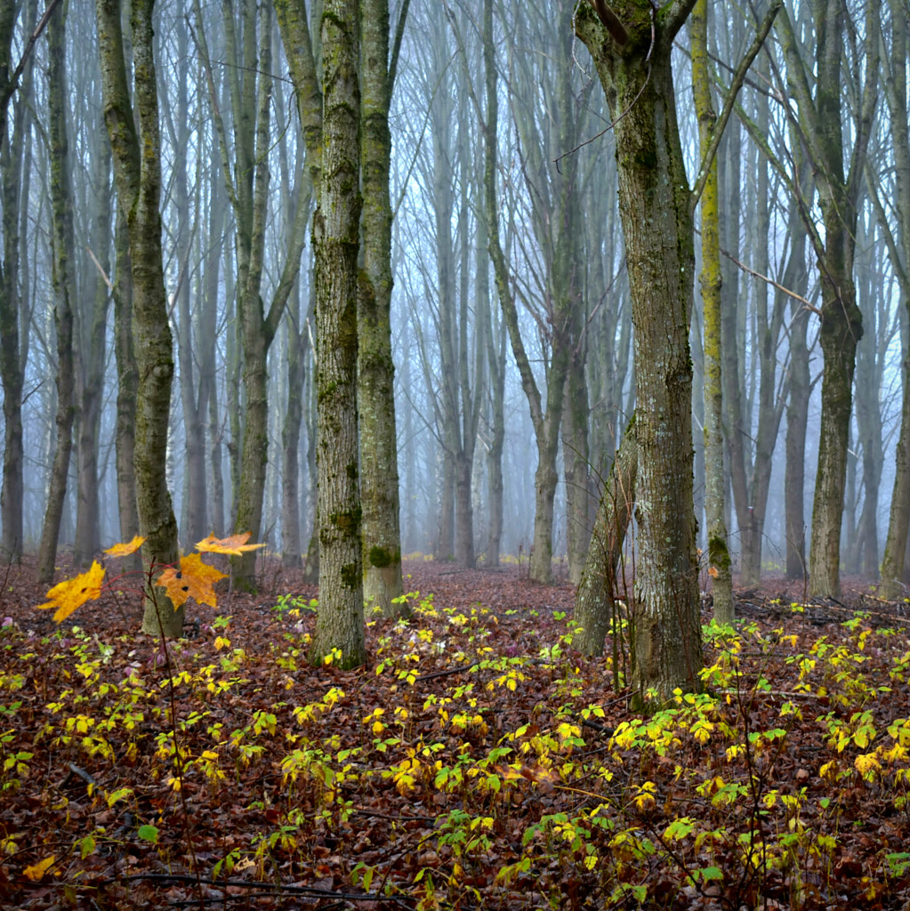 November by RE~gi~NA / 500px