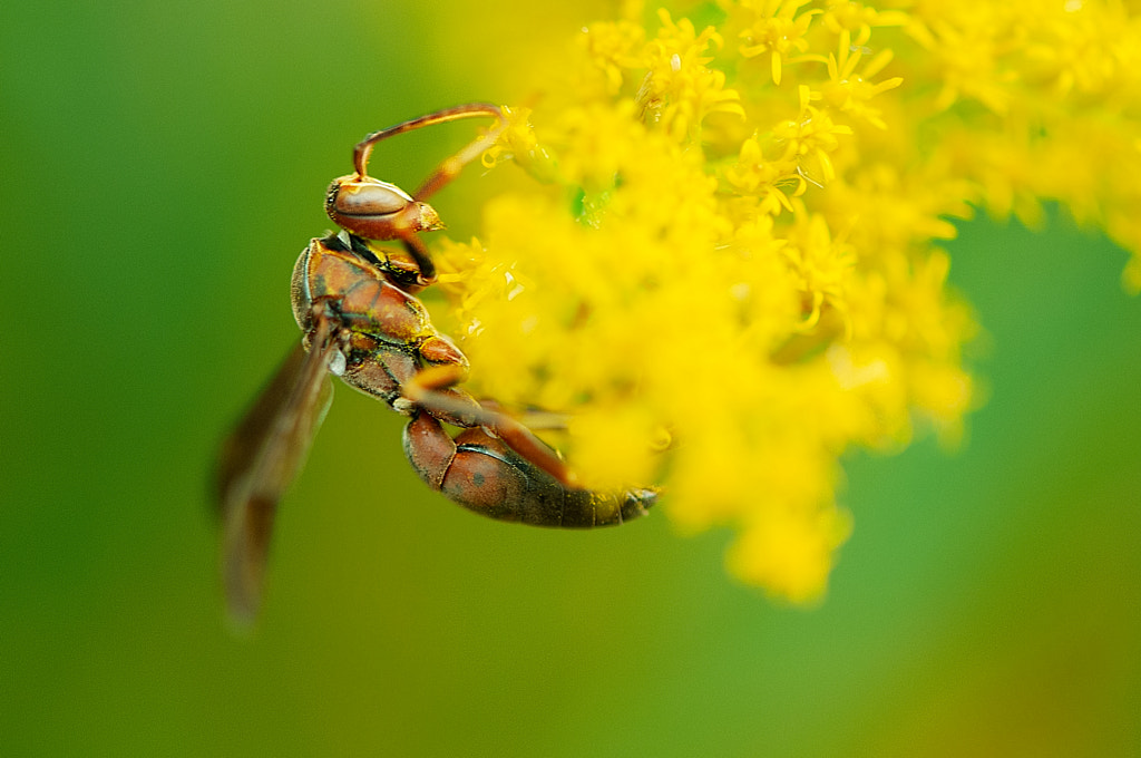 Wasp by Greg Childers / 500px