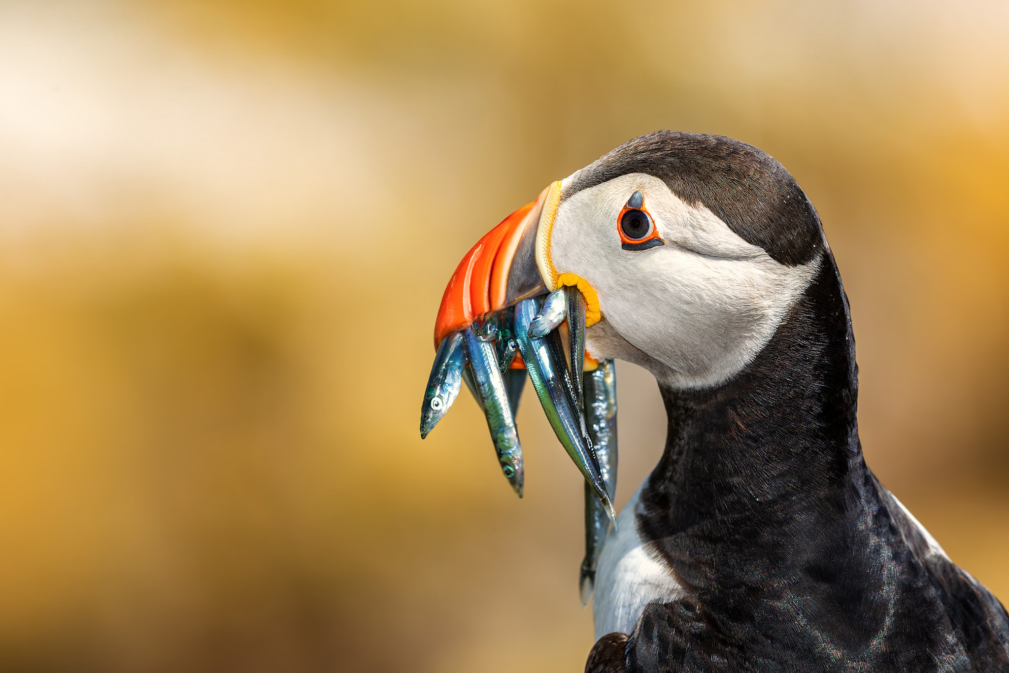 Atlantic puffin (Fratercula arctica) by Peter Krocka / 500px