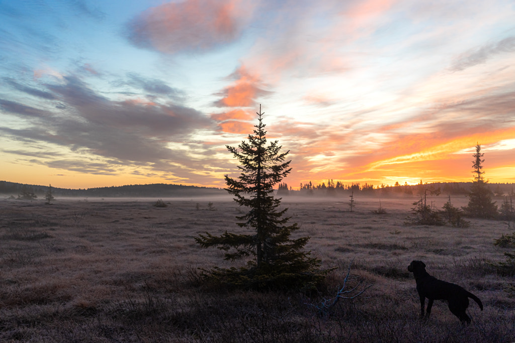 hunting in morning light by Jørn Allan Pedersen / 500px