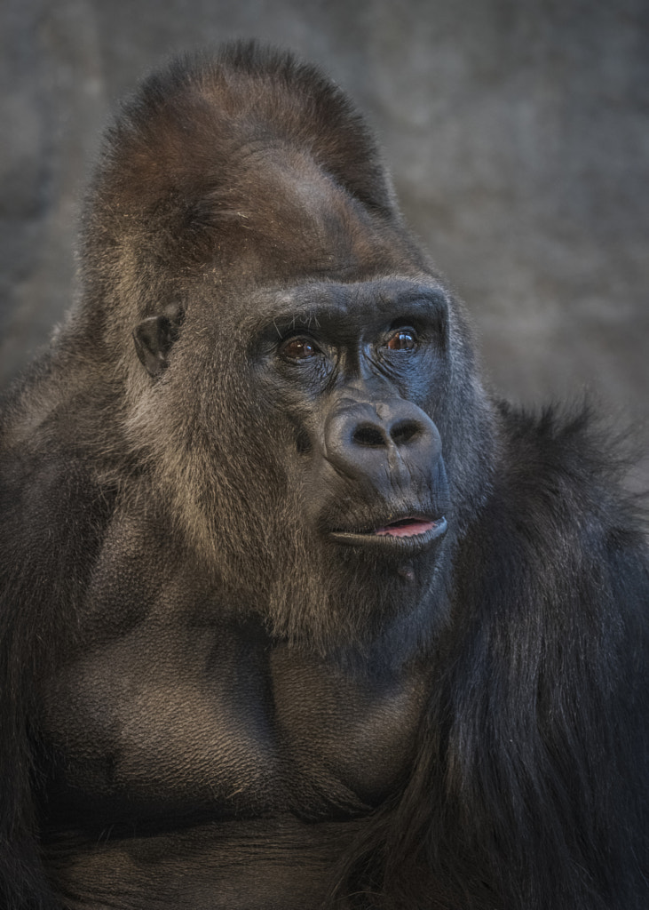 Silverback stare by Louis Ruth / 500px