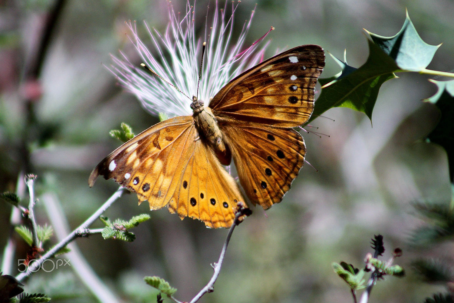 Empress leilia Butterfly by Kim Barry / 500px