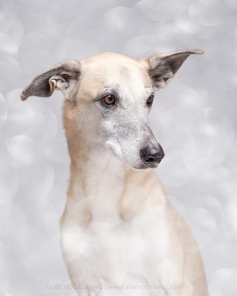 Twinkle like a star by Elke Vogelsang / 500px