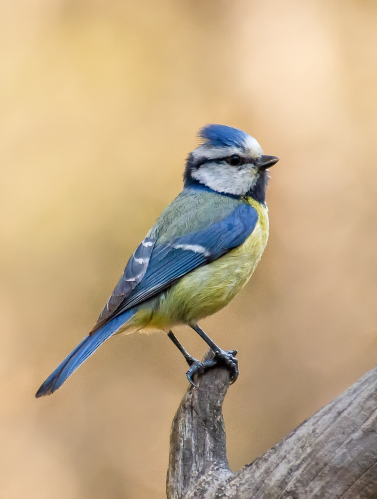 Mallerenga blava by Pere Olivella / 500px