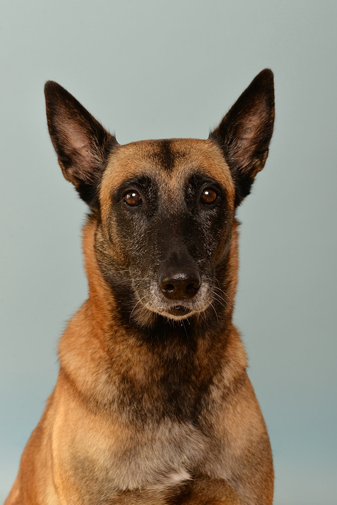 *Portrait of Malinois Girl Astra* by Ines Fuchs / 500px