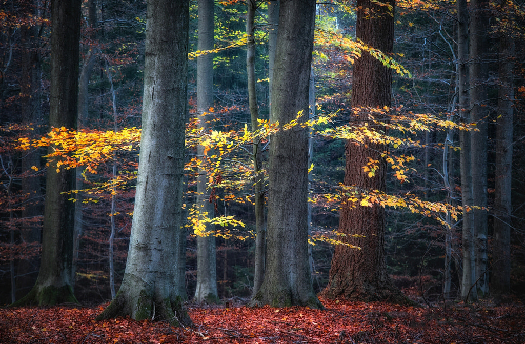 Fairy Tale Forest by Carsten Meyerdierks / 500px