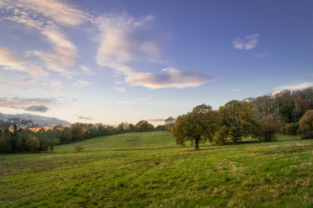 Field at night by Sarah C / 500px