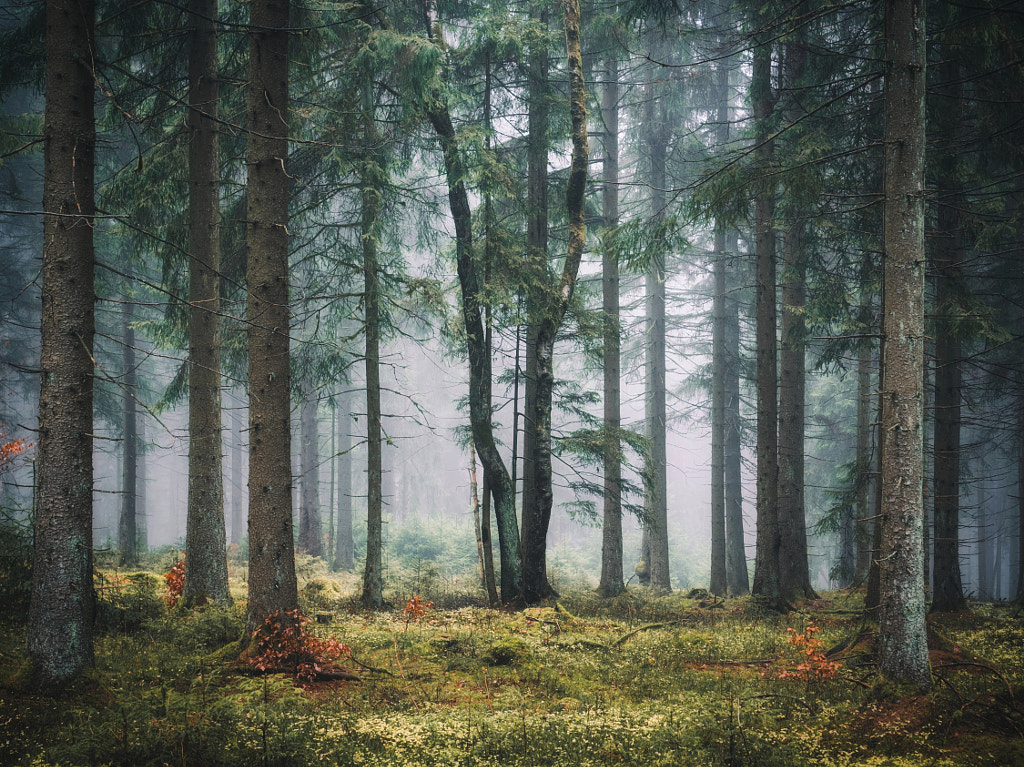 Mystical Forest by Benjamin Grimm / 500px