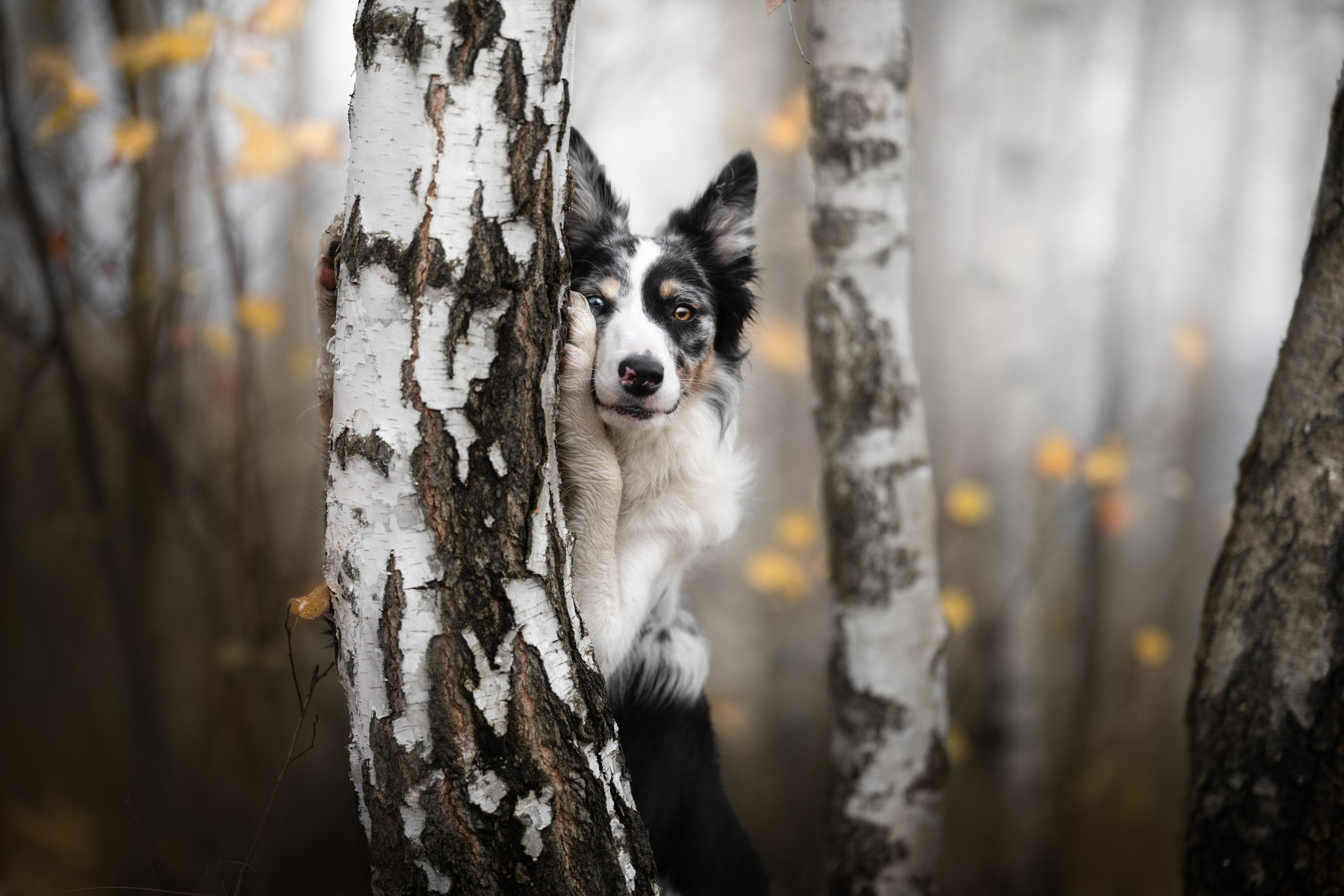 Portrait of dog posing with a tree by Iza Łysoń / 500px