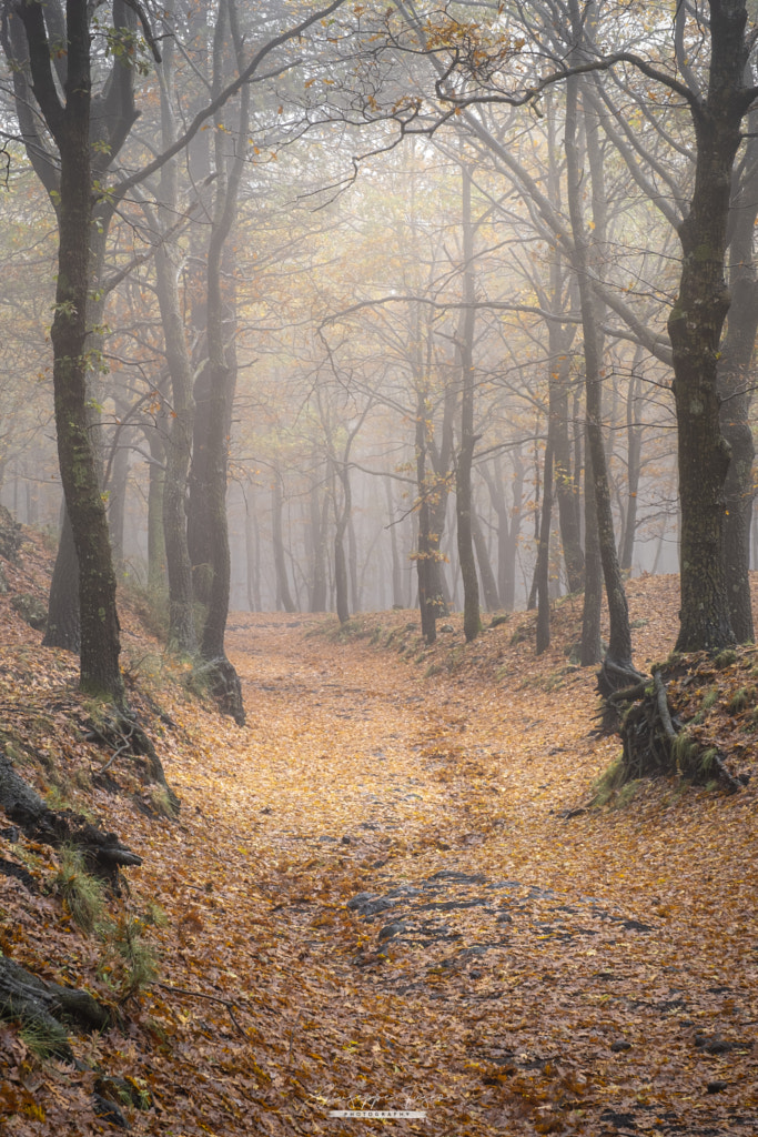 Trees in forest during autumn by Giuseppe Fusco / 500px