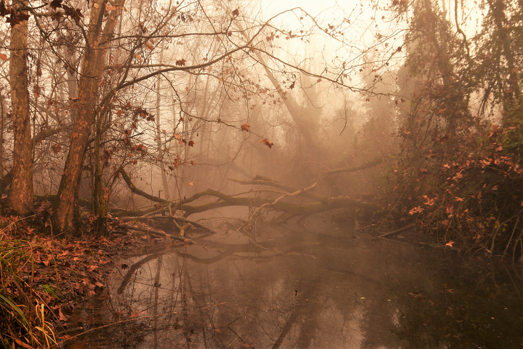 Water in the forest by Carlotta Ricci / 500px