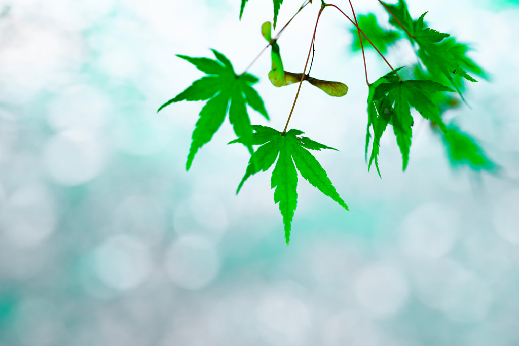 Green by Morosoph Yun / 500px