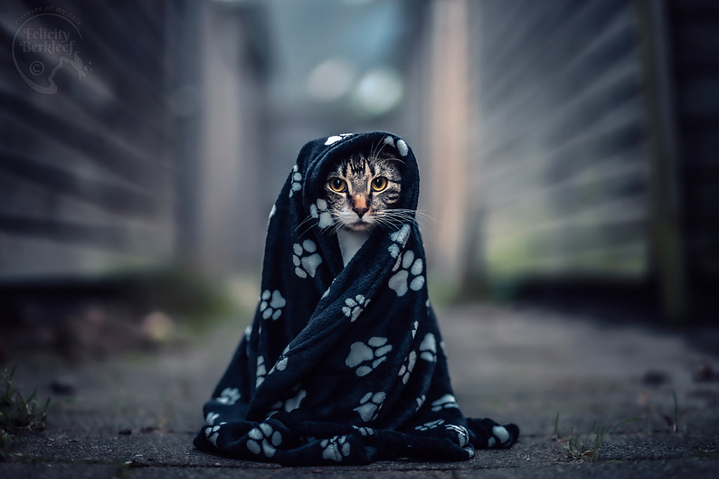 Moody November by Felicity Berkleef / 500px