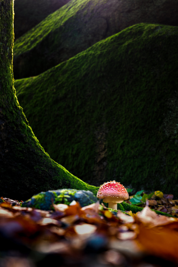 Close-up of mushroom growing on land by Jens Klettenheimer / 500px