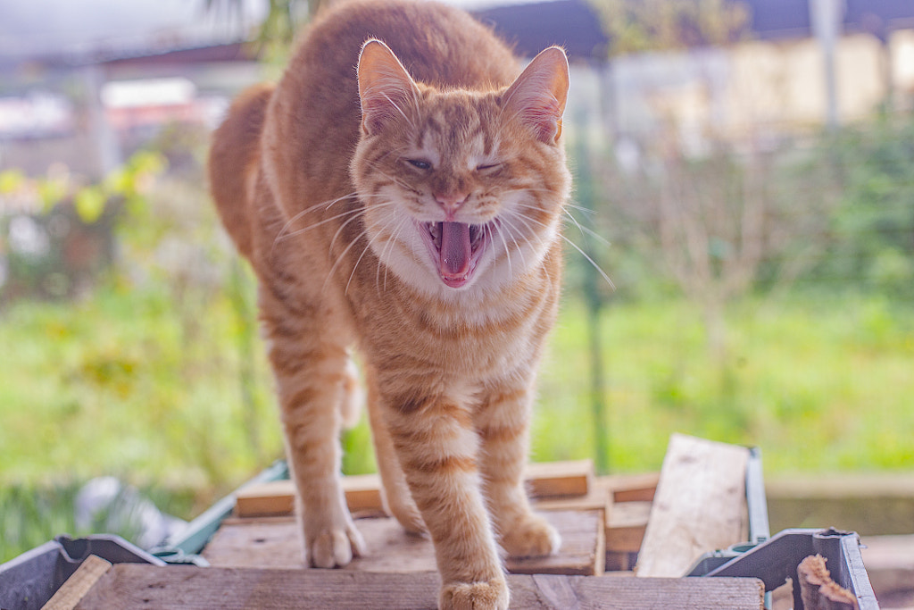 Maronn e ch wallera stu tiemp - Close-up of cat on wood by Alfonso ...