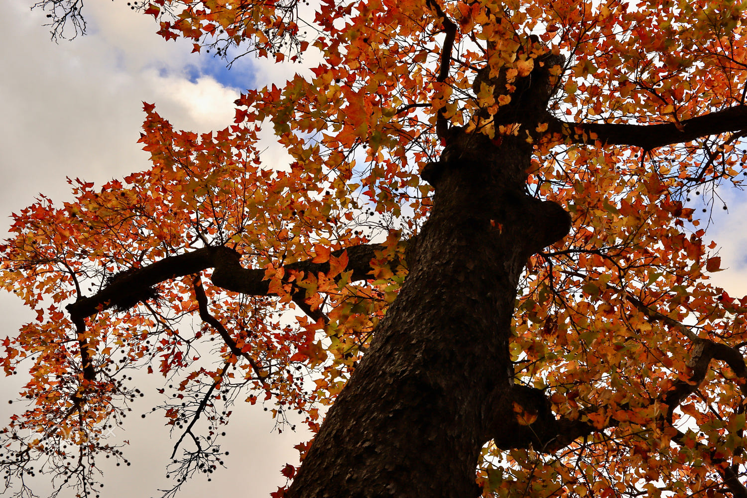 Leaves of Formosan sweet gum turning red in autumn by Helen Liao / 500px