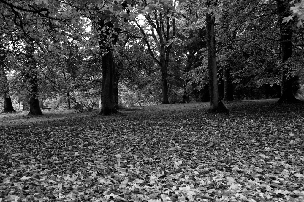Trees growing in forest during autumn by Hilda Murray / 500px
