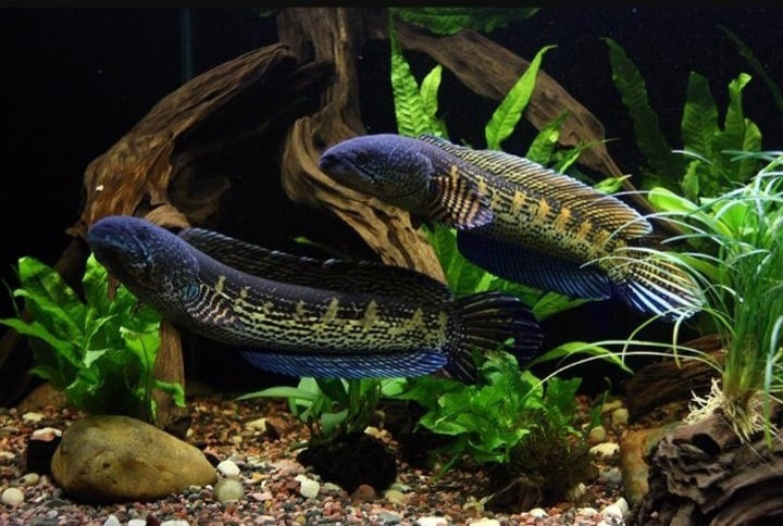 Chana limbata by ahmad rosadi / 500px