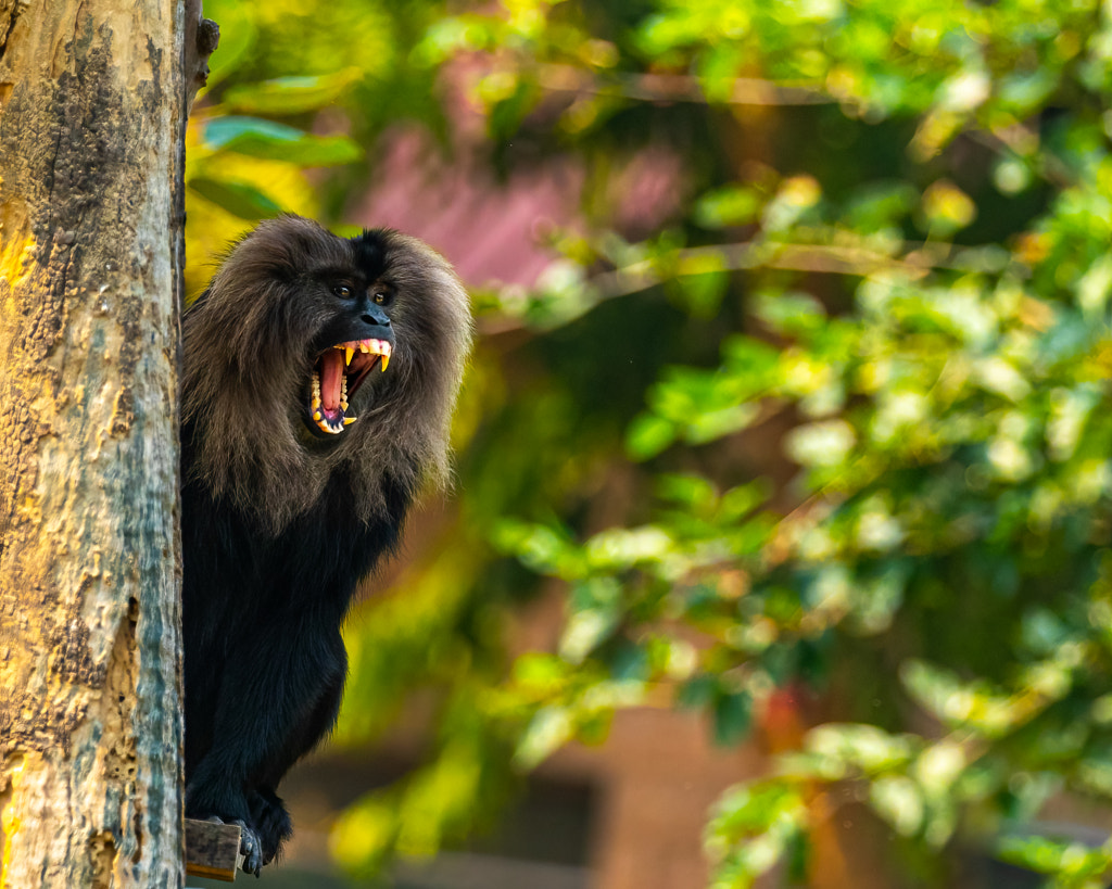 A Lion head Monkey in anger by Y K / 500px