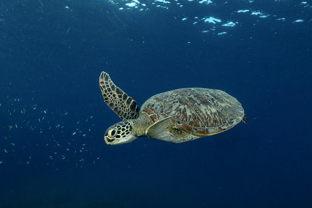 Close-up of turtle swimming in sea by Serge MELESAN / 500px