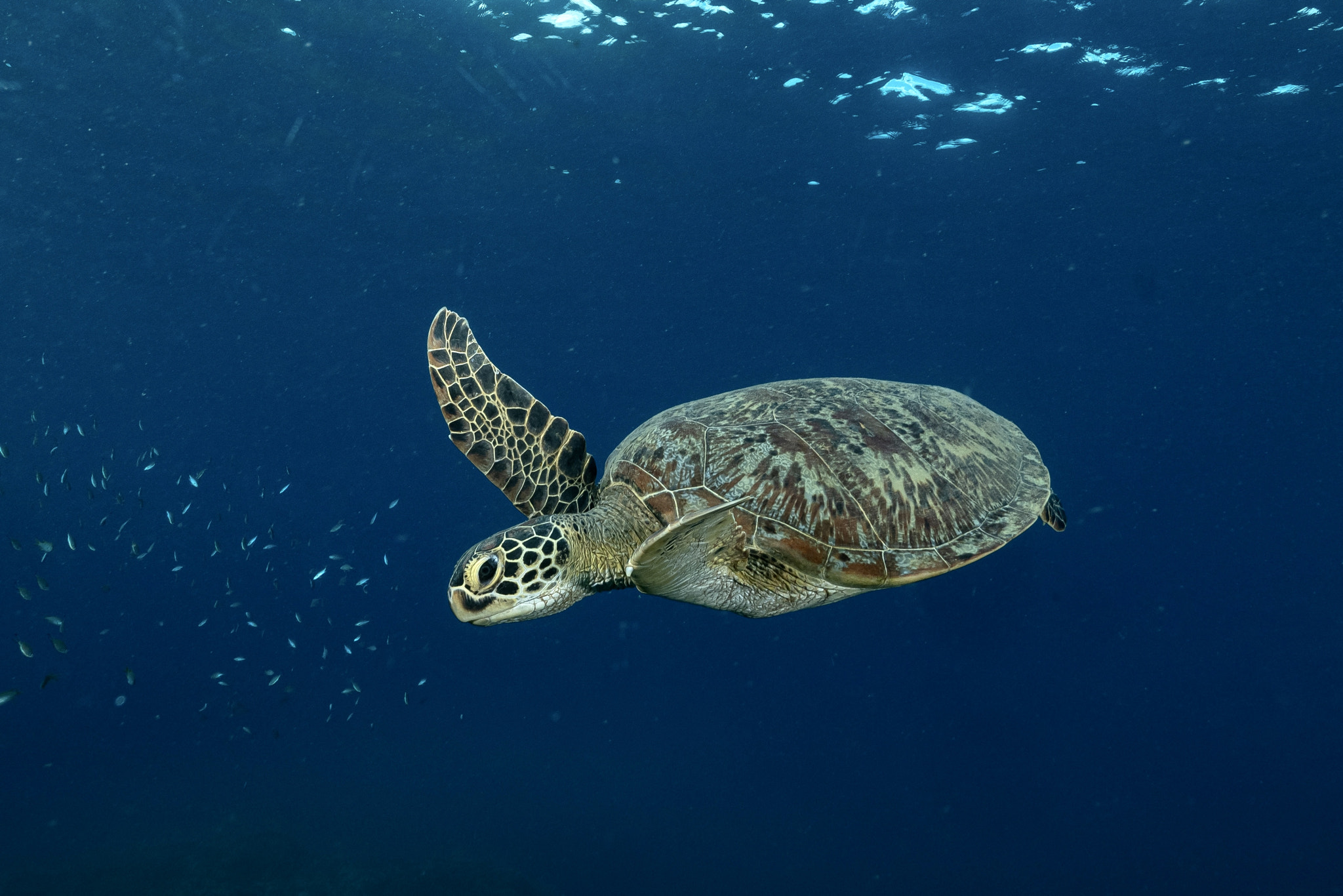 Close-up of turtle swimming in sea by Serge MELESAN / 500px