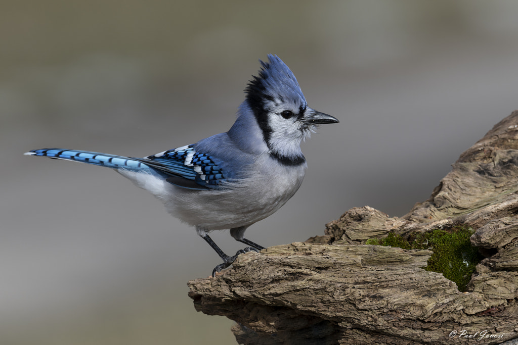 Blue Jay by Paul Janosi / 500px