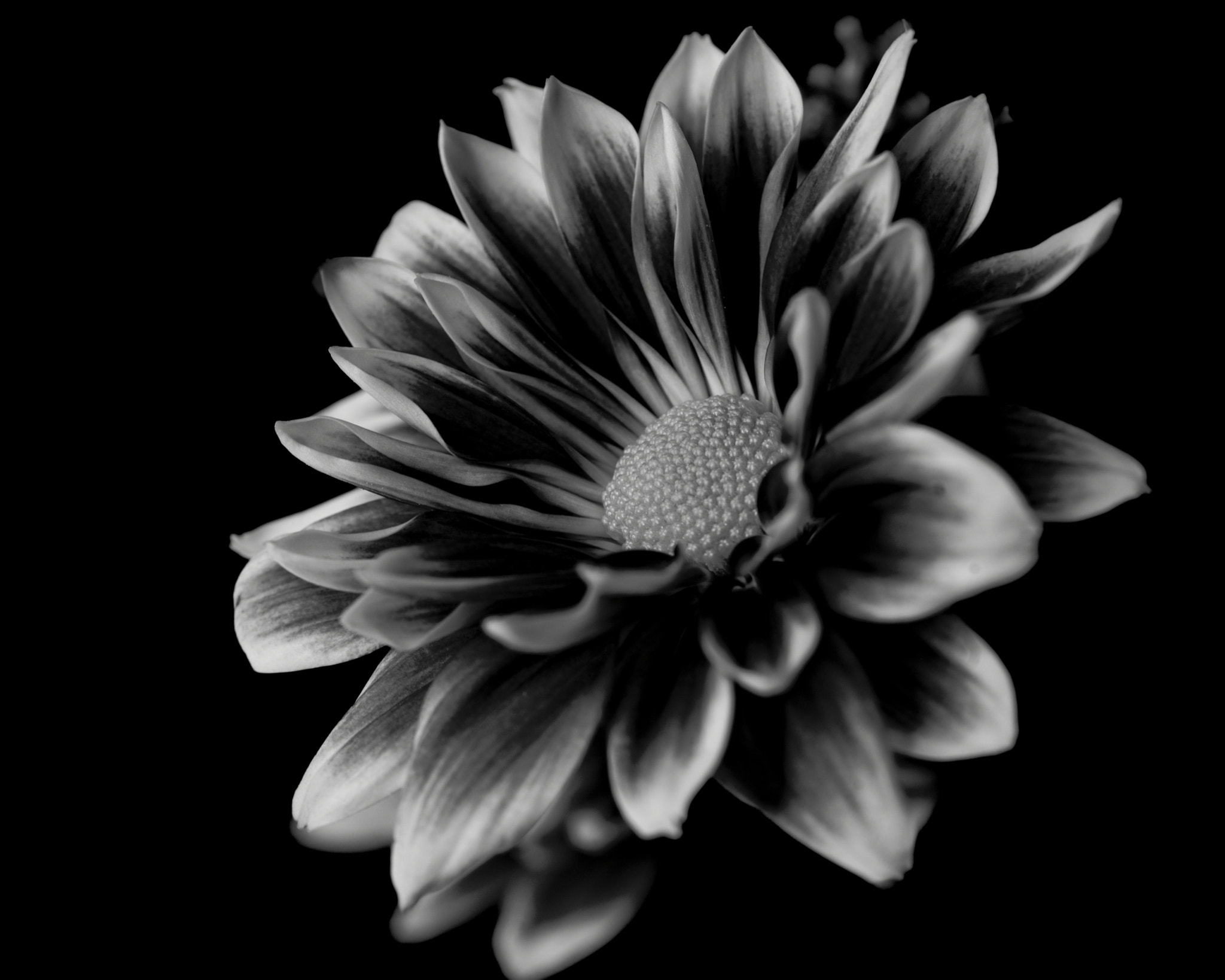 Mono Fall Flower by Ron Fredericks / 500px