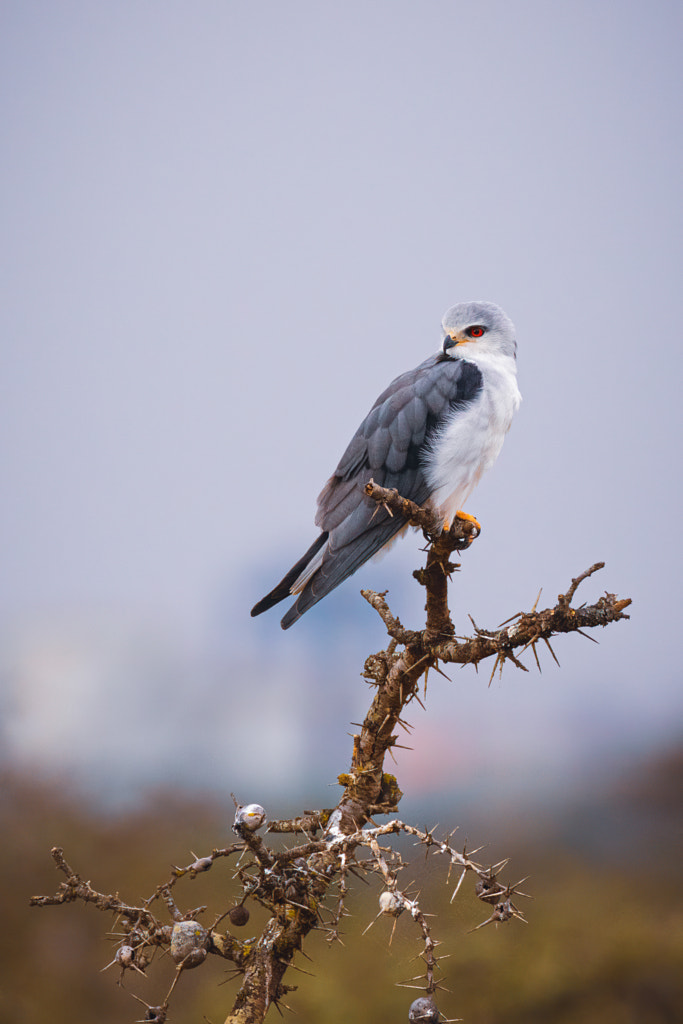 Animals in the wild - black-winged kite (Elanus caeruleus) by bgodfroid ...