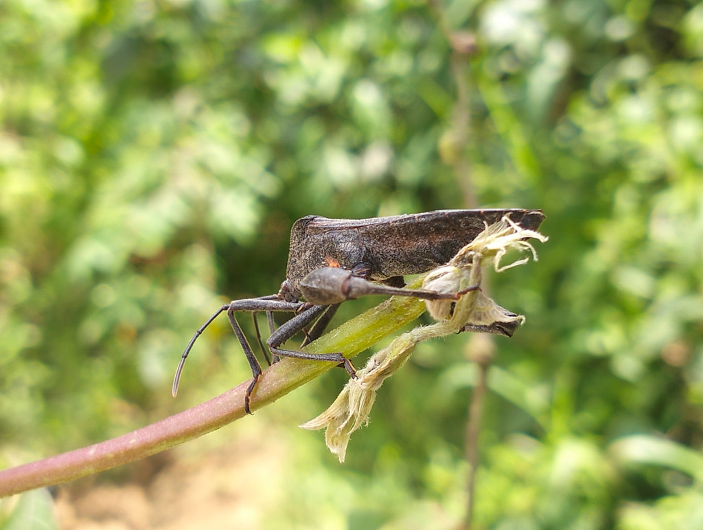 insect by yadi samudra / 500px