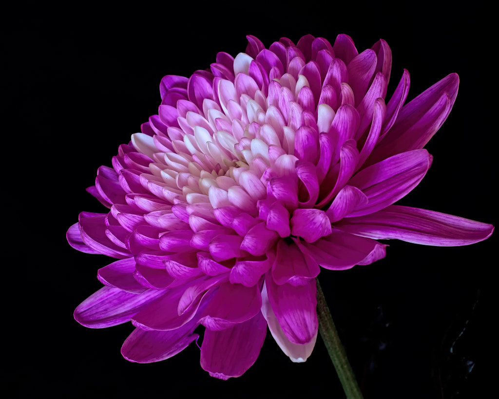 Pink White Bloom on Black 1121 by Thomas Jerger / 500px