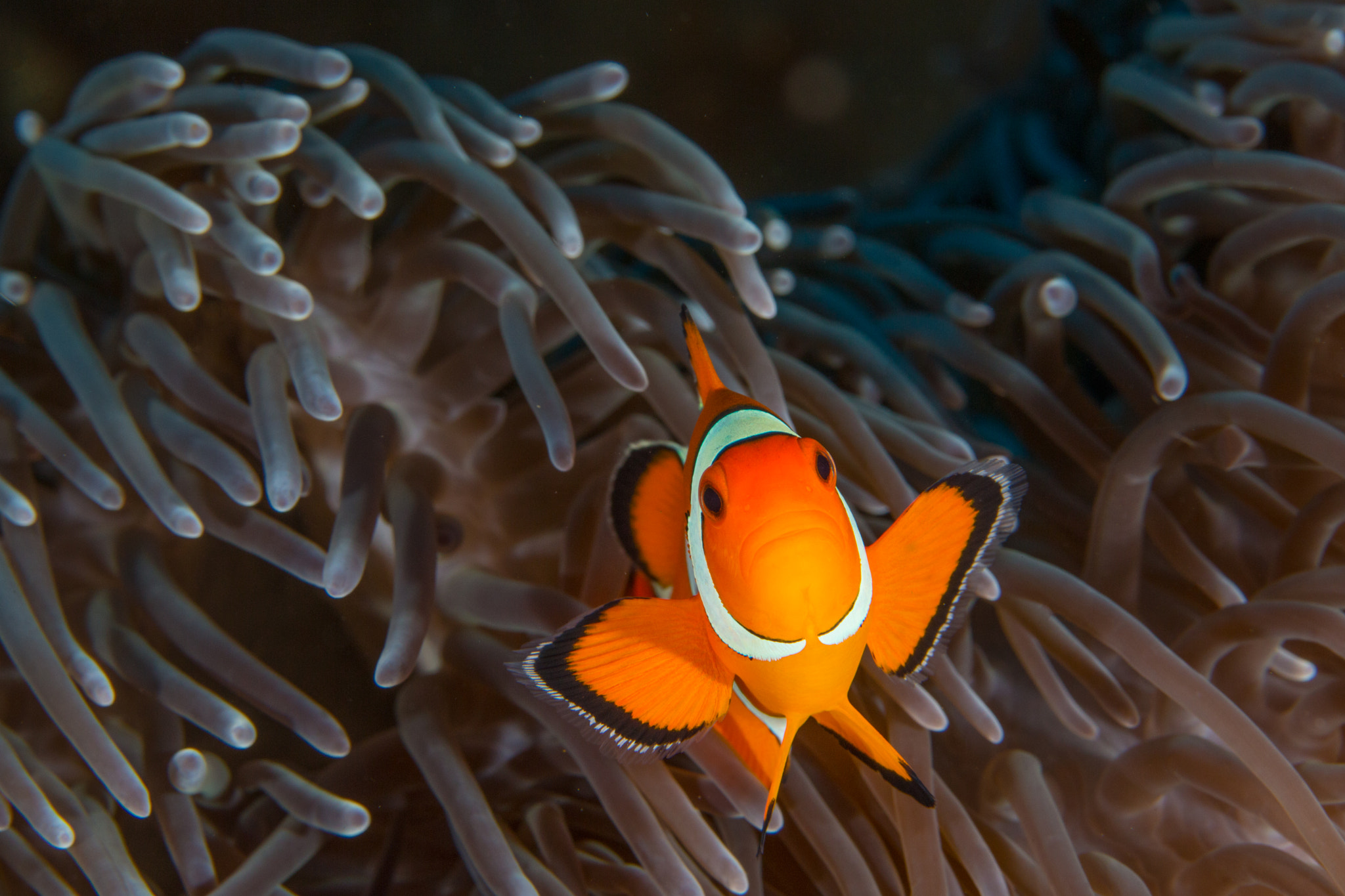 Clownfish portrait with soft coral by Chanon Ngernthongdee - Photo ...