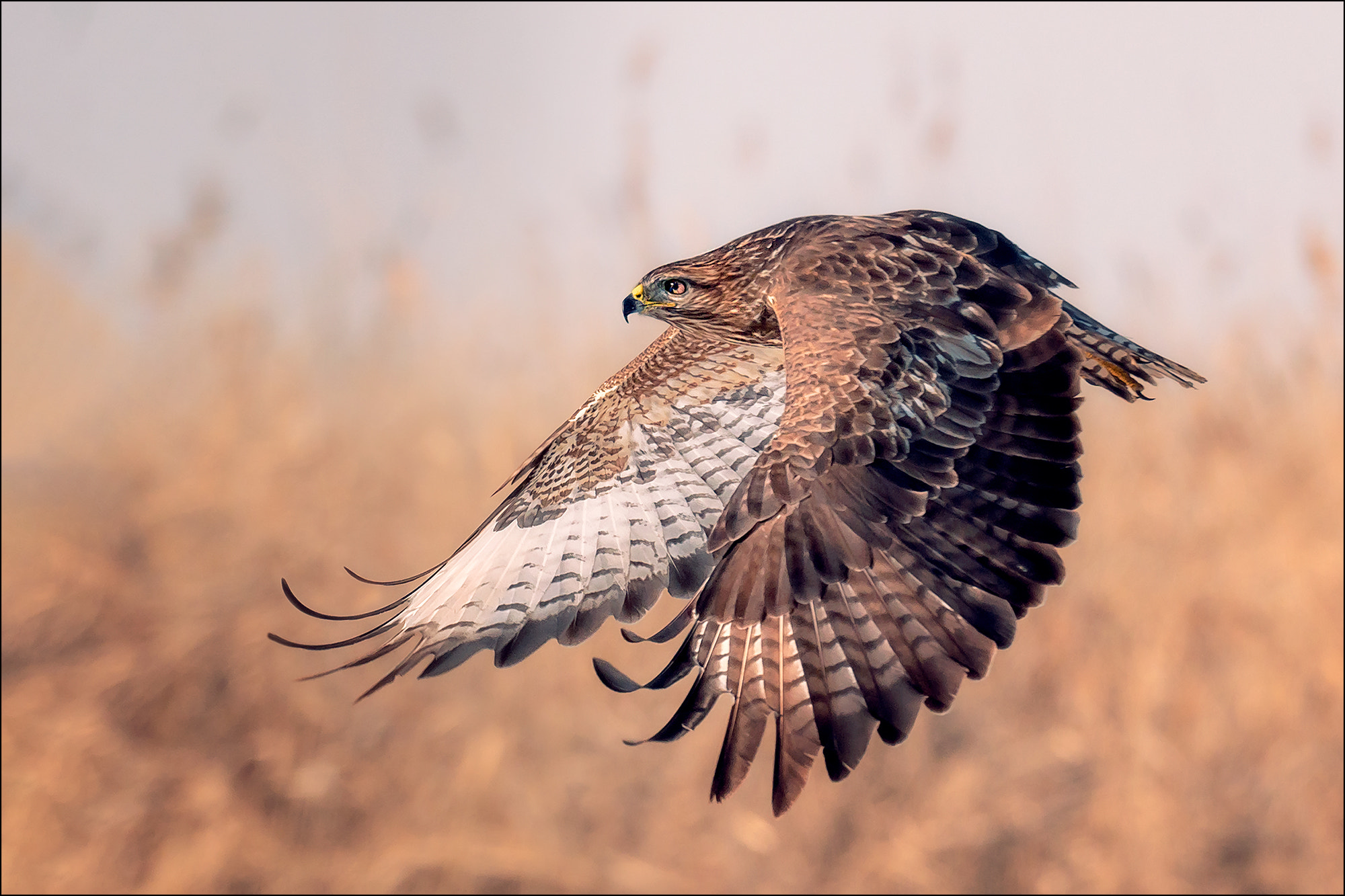 bussard flying by Georg Scharf / 500px