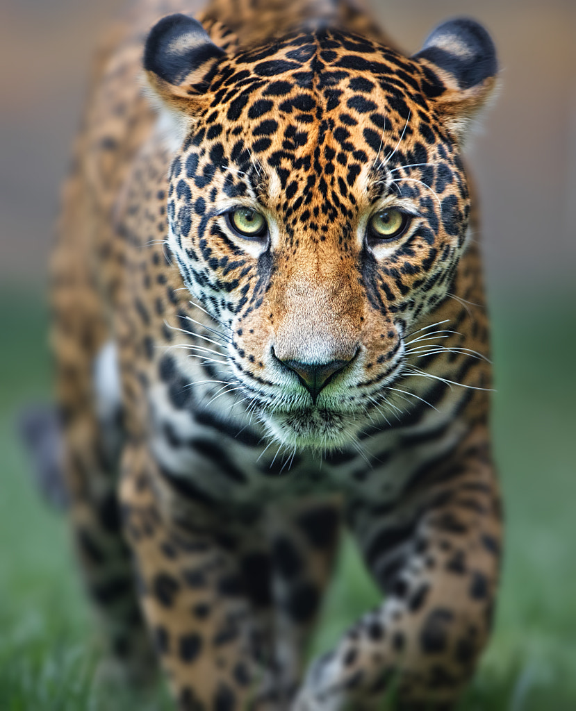 Lions Tigers All Big Cats by Steven DeLuca | 500px