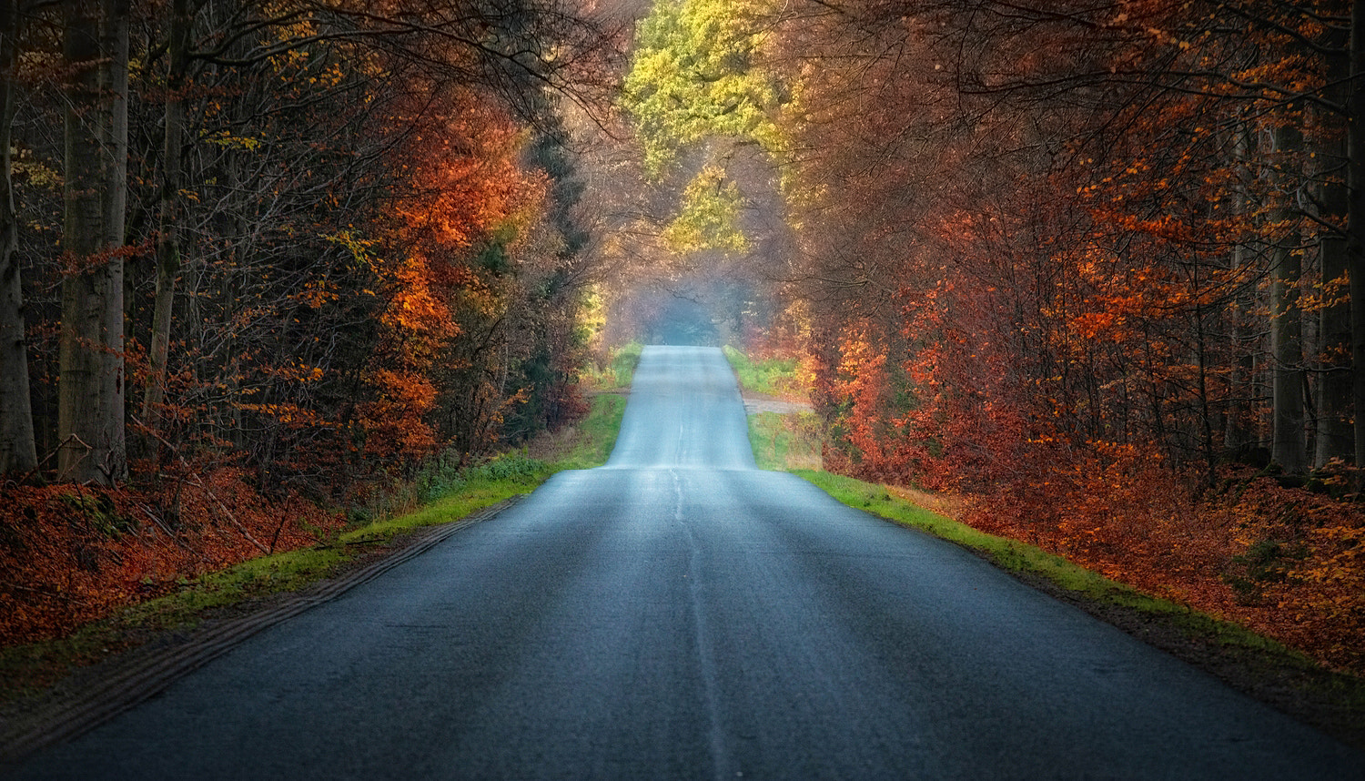 Forest Road #2 by Carsten Meyerdierks / 500px