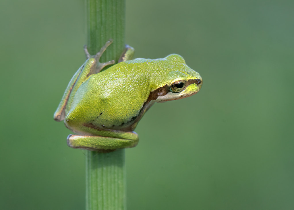 hyla tree frog by Assaf Cohen / 500px