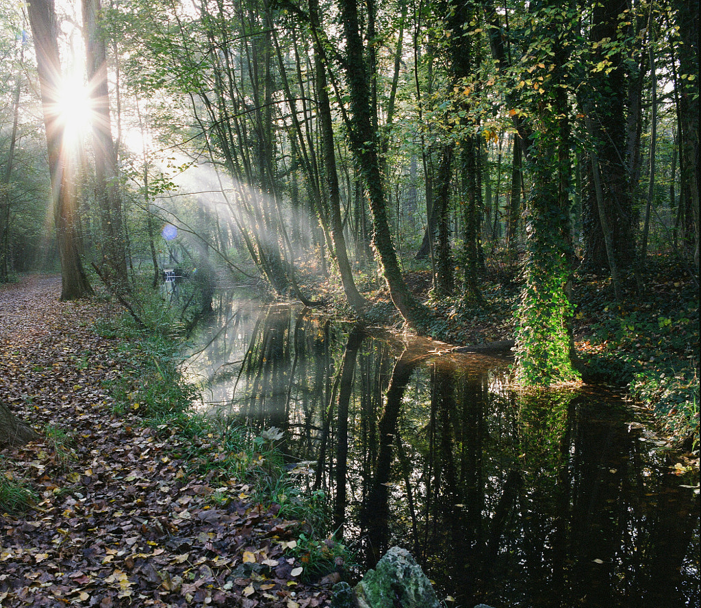 Amazing light in the wood by Emmanuel Foto / 500px