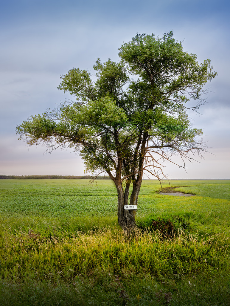 Samuel Tree by Gerry Legere / 500px