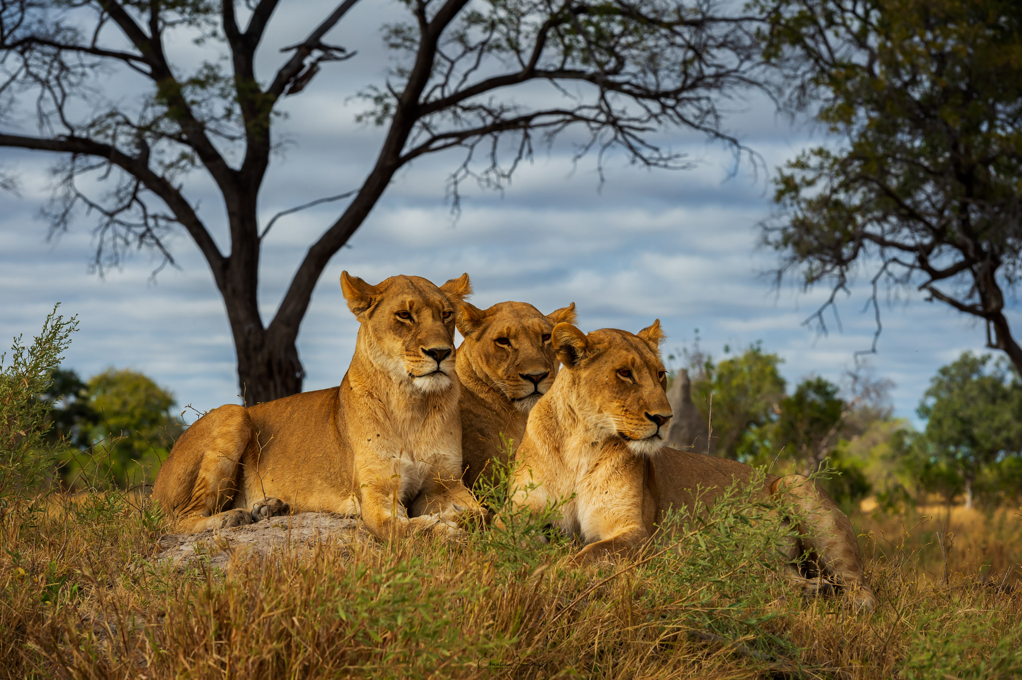 A lioness and its cub by Christian Sanchez / 500px