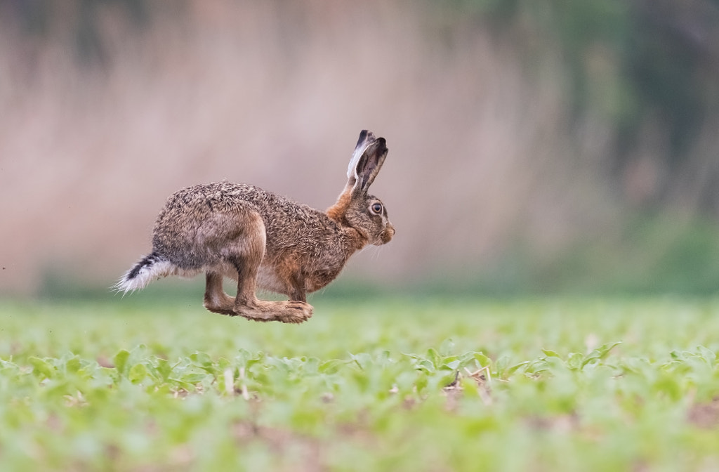 Hare jumping by Holger Hübner / 500px