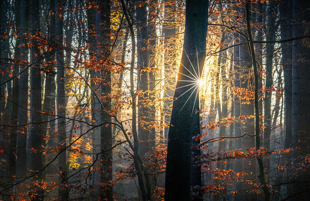 Golden Forest by Carsten Meyerdierks / 500px