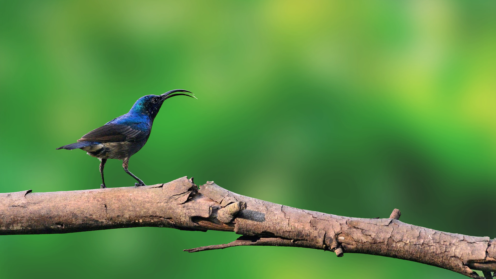 Loten's Sunbird (Long-billed Sunbird) by Lavan SJ / 500px