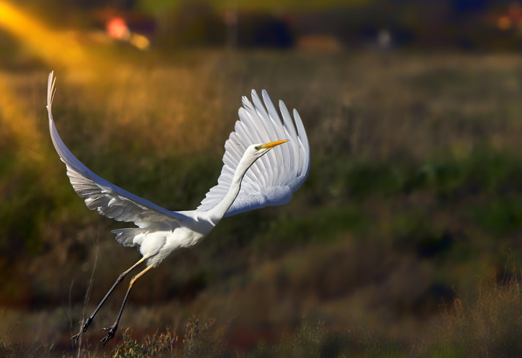 An angel on earth by Alberto Romano / 500px
