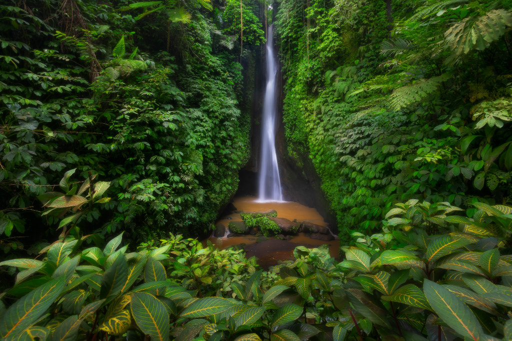 Converging Green by Dylan Toh & Marianne Lim / 500px