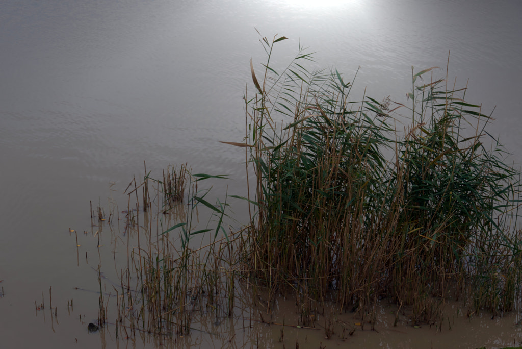 High angle view of plants by lake by Bert Seinstra / 500px