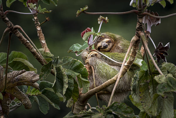 Smiling sloth hugging a tree by Urs Hauenstein | 500px