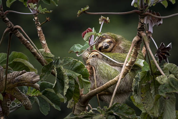 Smiling sloth hugging a tree by Urs Hauenstein | 500px