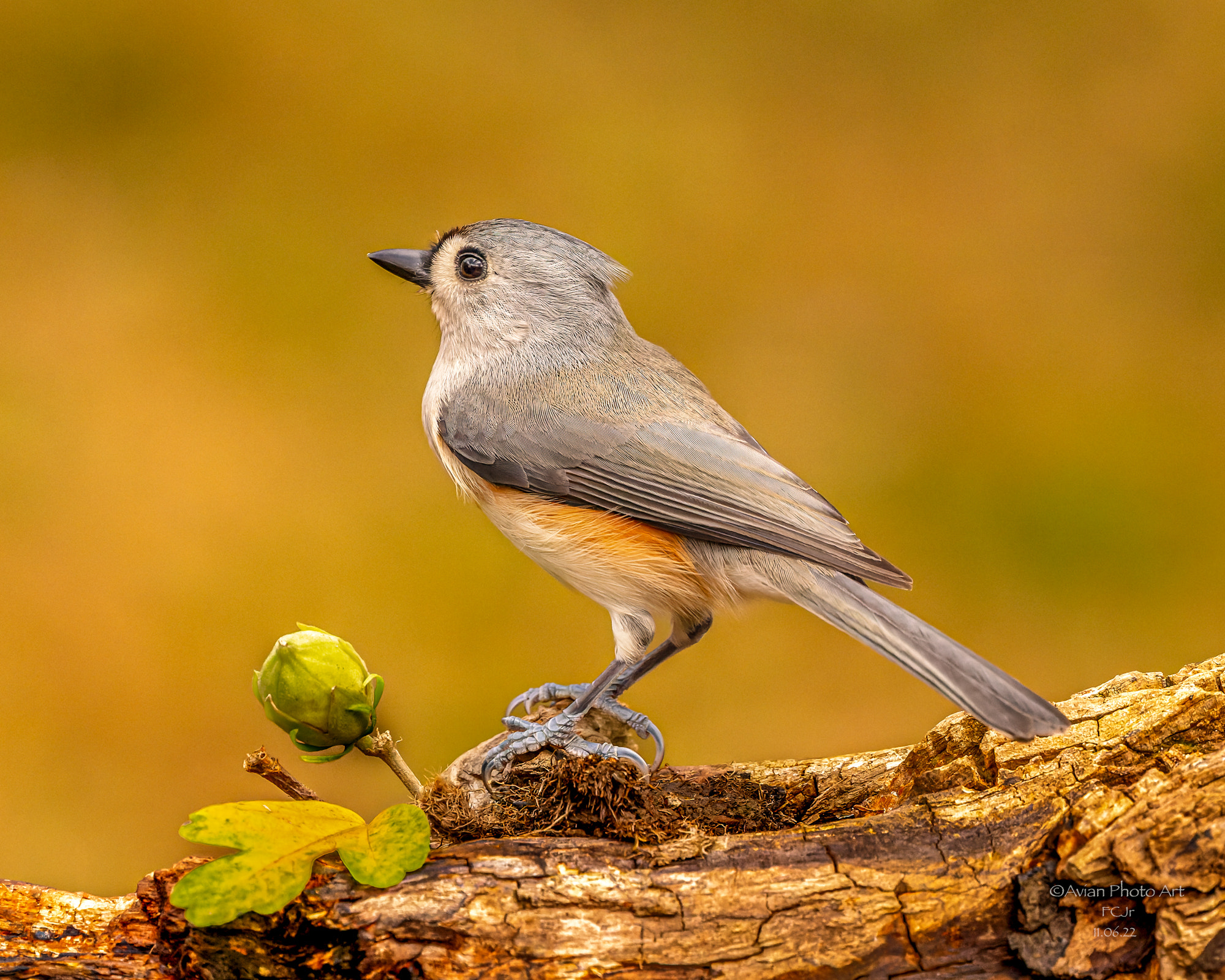 Tufted Titmouse by Fran Czemerda Jr / 500px